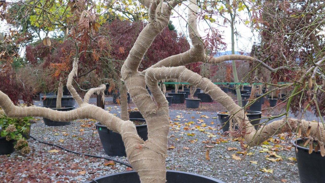 Enea Tree Museum, Another Vision on Outdoor Sculpture | Sculpture Nature